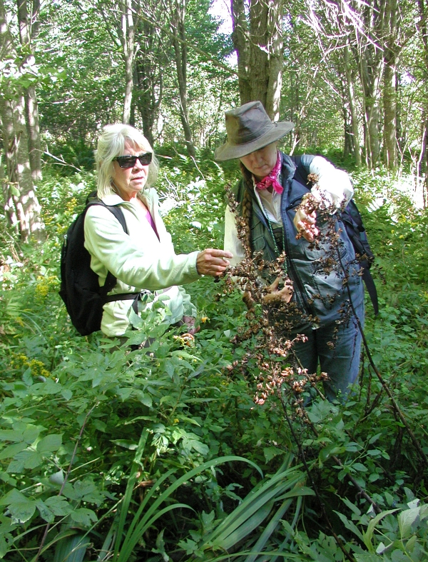 Recent Projects Completed on Sears Island - Friends of Sears Island, Maine