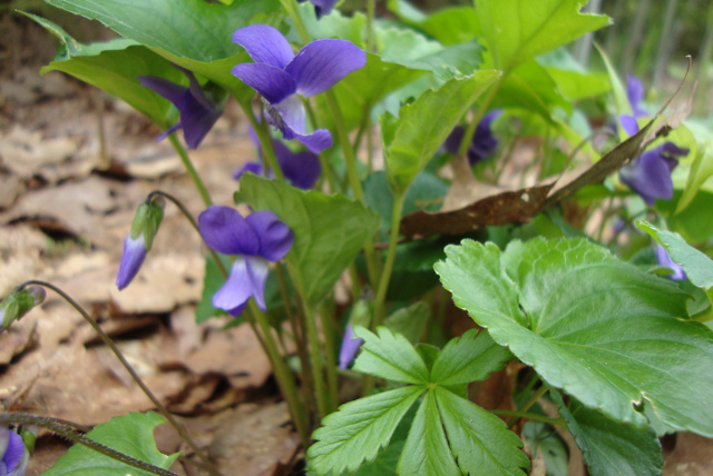 Friends of Sears Island to Host Wildflower Walk - Friends of Sears ...