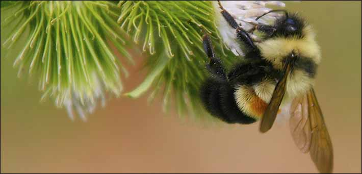 The Rusty Patched Bumble Bee - Friends of Sears Island, Maine