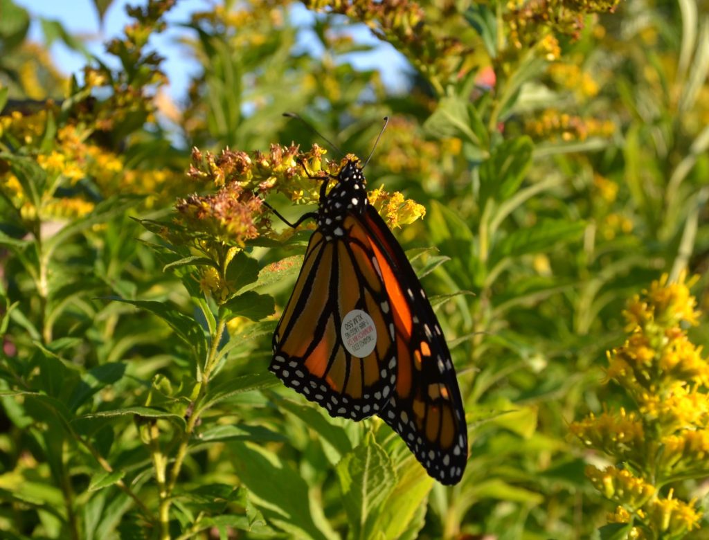 Monarch Butterfly Tagging Program - Friends of Sears Island, Maine