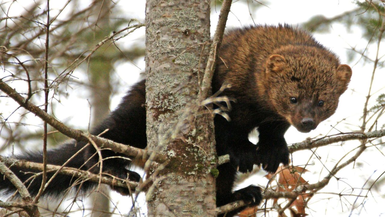 Mammals and More on the Move in March - Friends of Sears Island, Maine